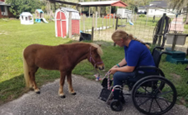 Mini Horse Therapy Program – Naples Therapeutic Riding Center