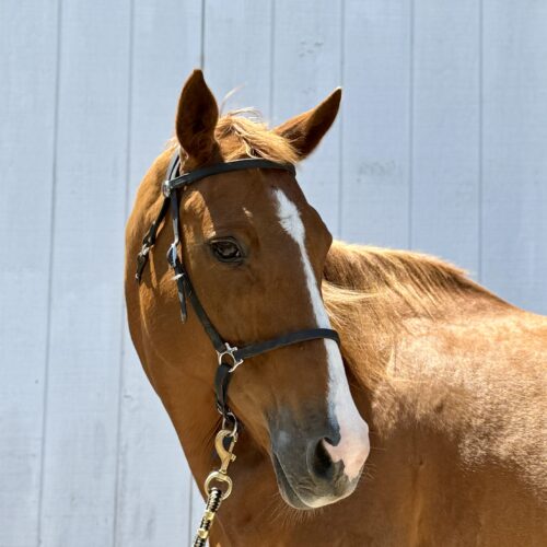 Horses – Naples Therapeutic Riding Center