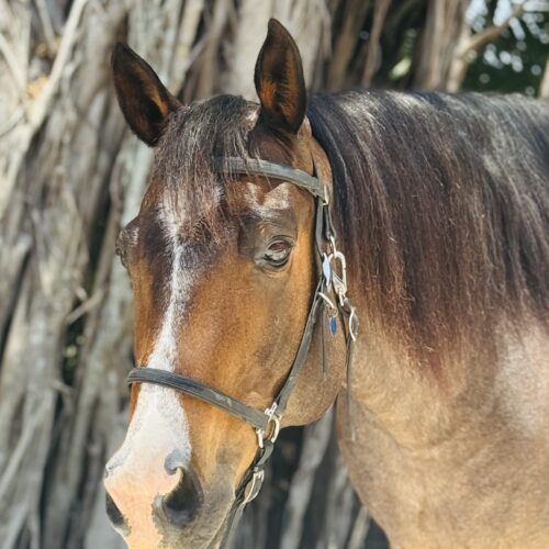 Horses – Naples Therapeutic Riding Center