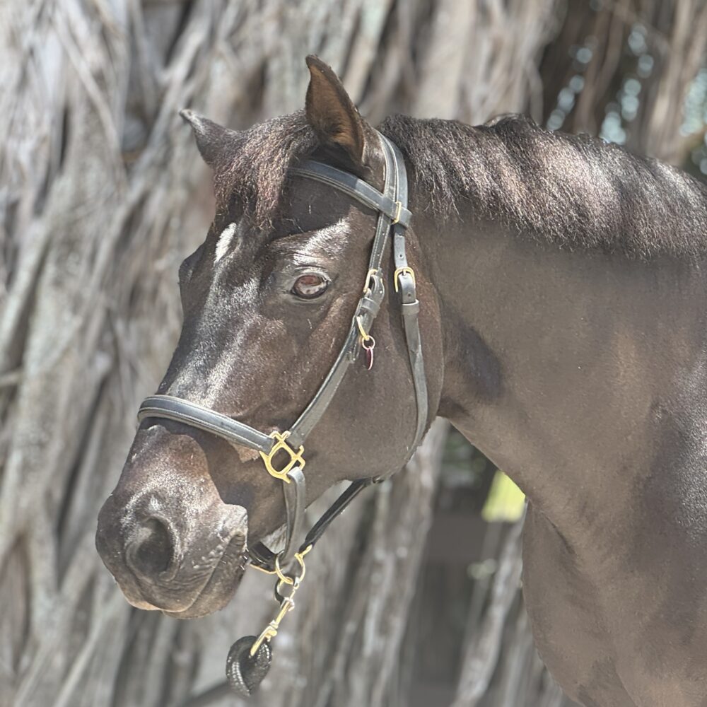 Horses – Naples Therapeutic Riding Center