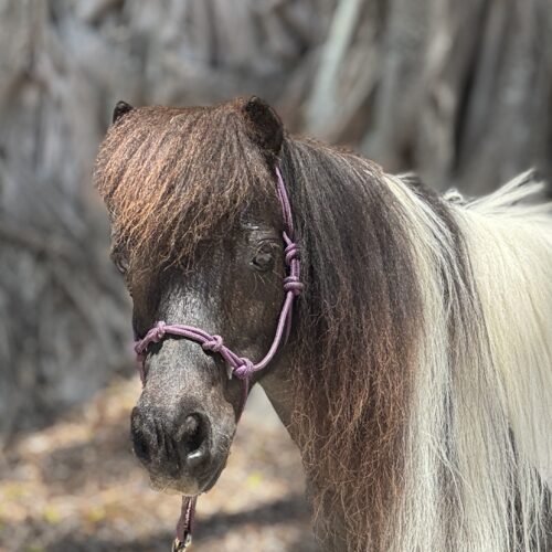 Horses – Naples Therapeutic Riding Center